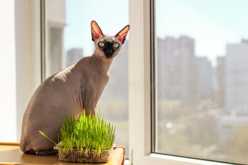 The Canadian Sphynx Cat Eats Sprouted Wheat Grass for Animals. Stock ...