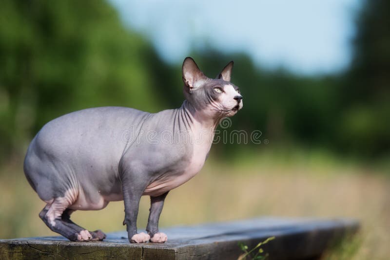 Canadian Sphynx Cat Outdoors Stock Photo - Image of kitten, white: 58769906