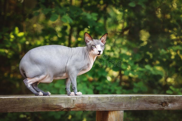 Canadian Sphynx Cat Outdoors Stock Image - Image of sphynx, canadian ...