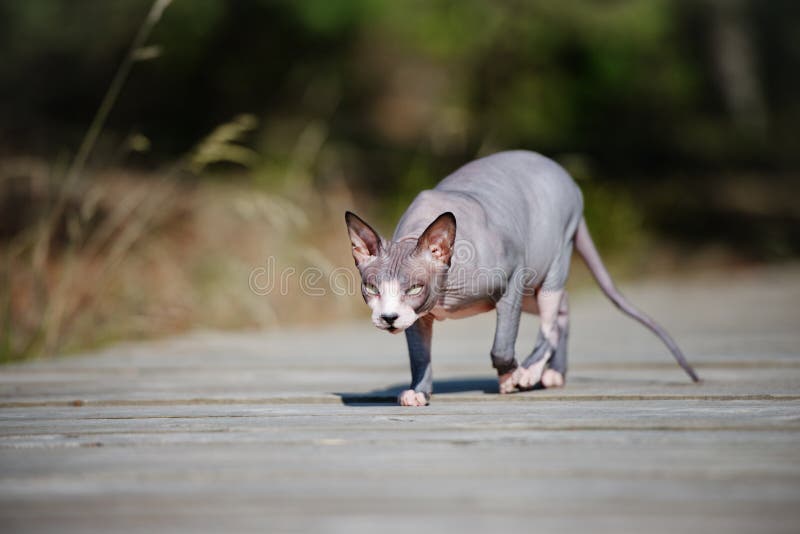 Canadian Sphynx Cat Outdoors Stock Photo - Image of looking, domestic ...