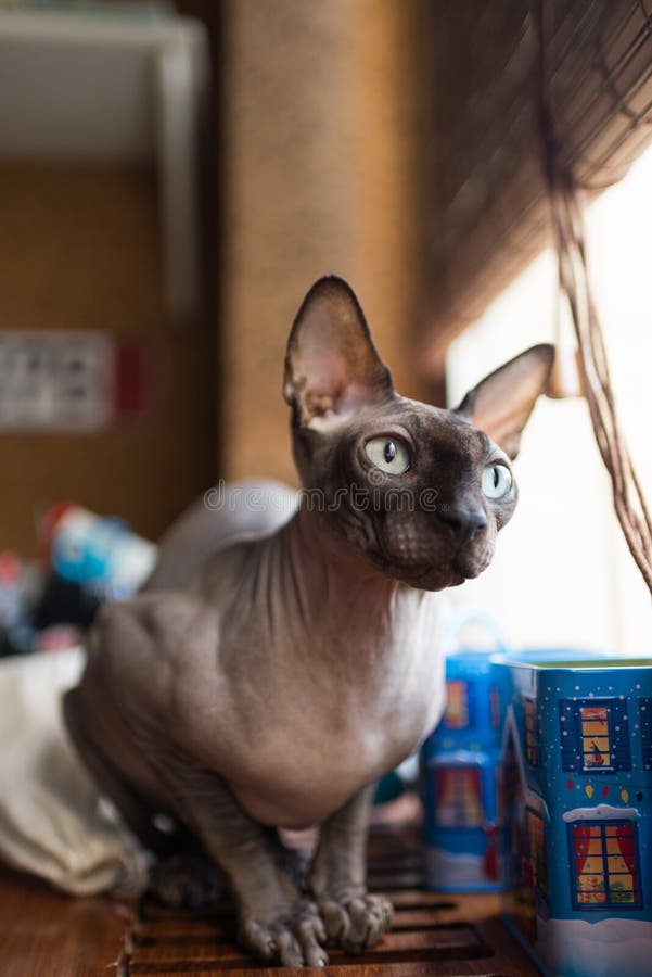 Canadian Sphynx cat stock photo. Image of creature, head - 63362752