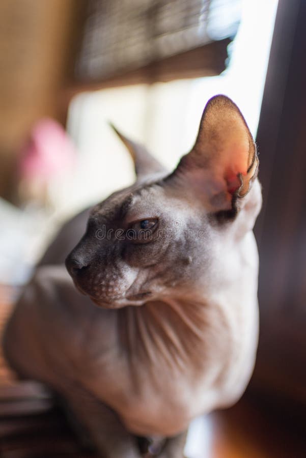 Canadian Sphynx cat stock image. Image of sphynx, smal - 63362913