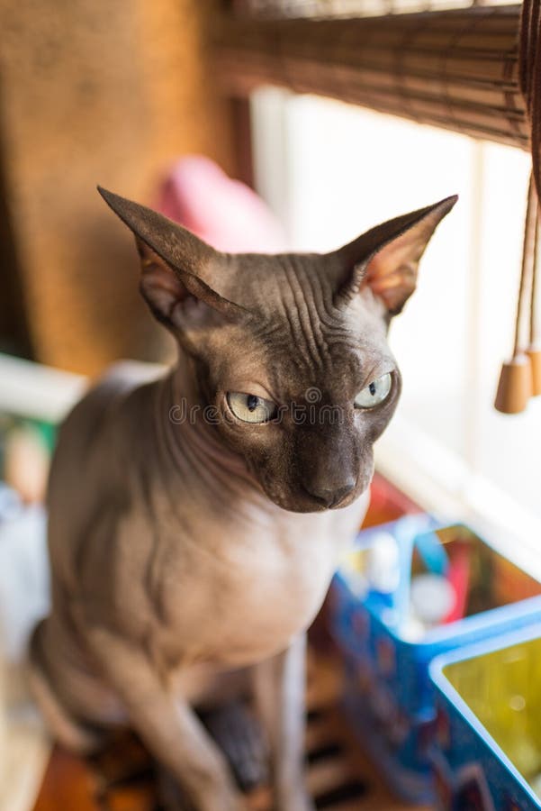 Canadian Sphynx cat stock image. Image of joking, frisky - 63362899