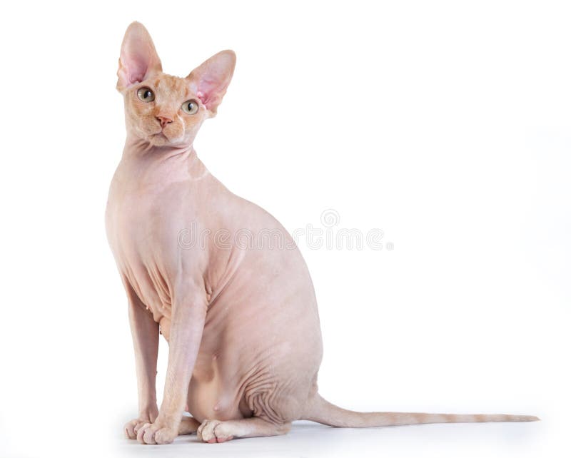 Sphynx stock photo. Image of canadian, hairless, cats - 15604404