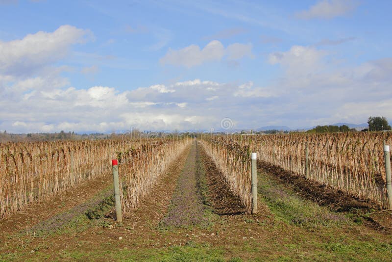 Canadian Spring Raspberry Crop Stock Image - Image of coast ...