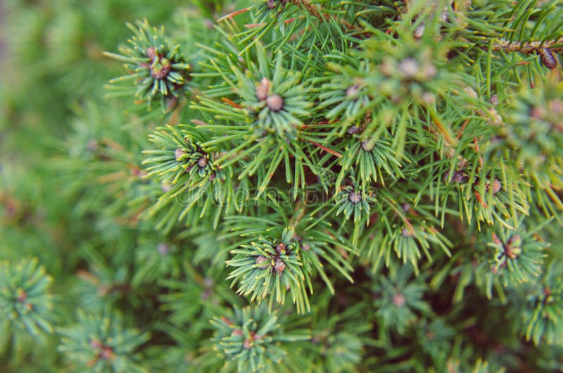 Canadian Spruce Conic, Beautiful Green Tree Close-up Stock Photo ...