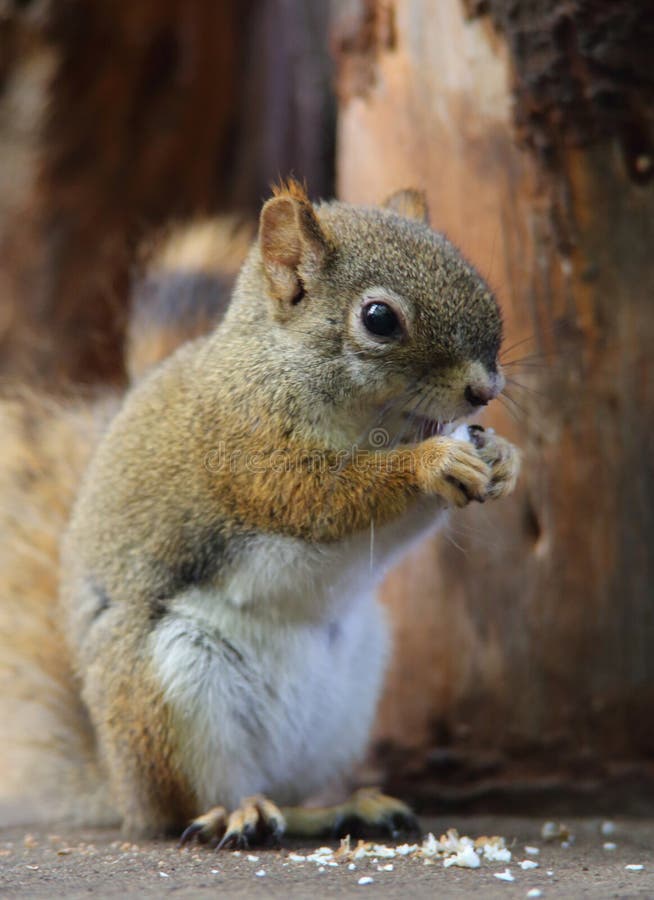 Canadian Squirre stock image. Image of curious, dark - 61559487
