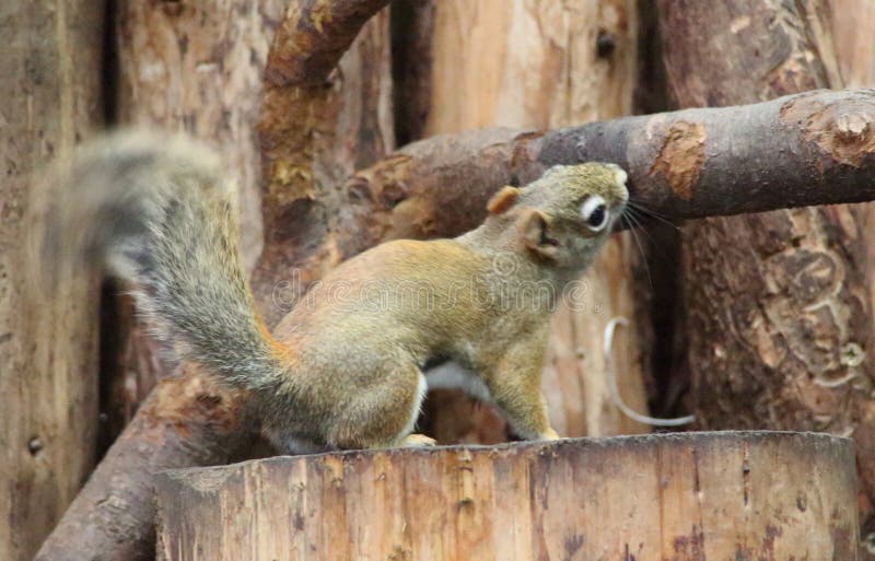 Canadian Squirrel stock photo. Image of tree, funny, canadian - 62065642
