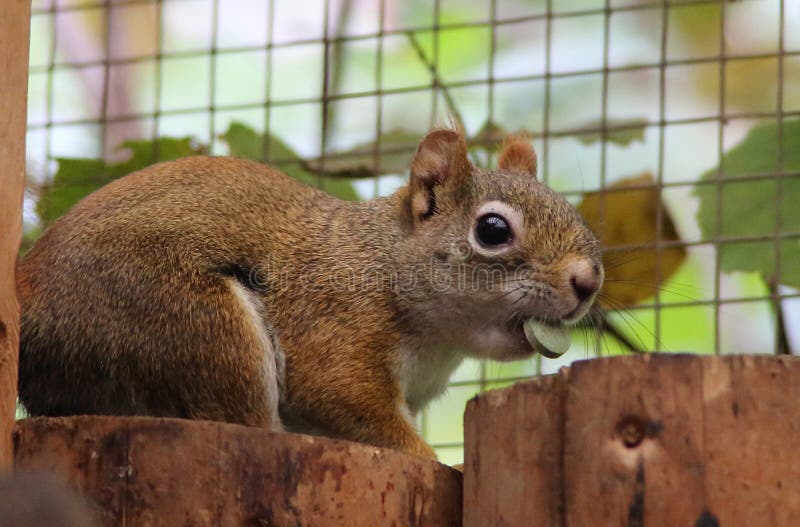 Canadian squirrel stock photo. Image of cute, american - 61576498