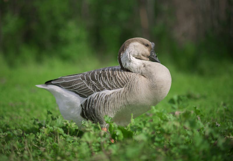 Canadian Swan Goose stock image. Image of field, grass - 67304877