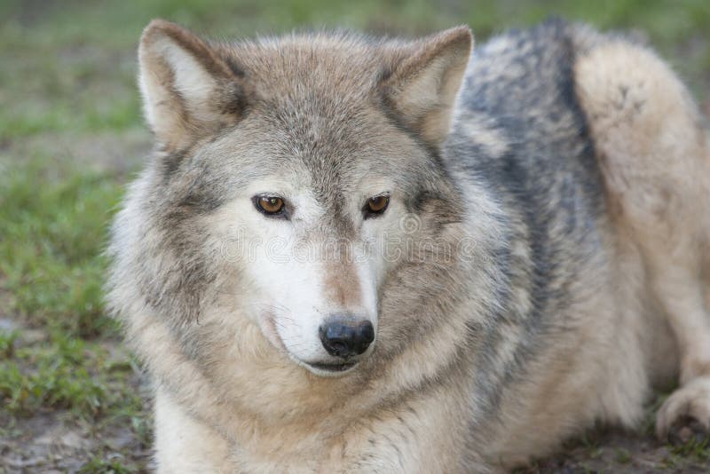 Canadian timber wolf stock image. Image of wolf, pets - 48501059