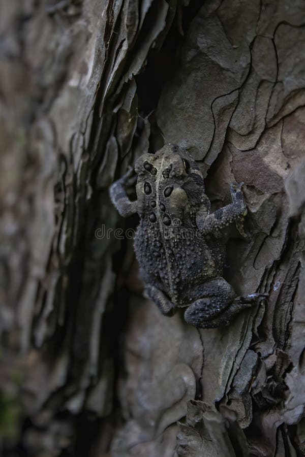 Canadian Toad, Senneville, Quebec, Canada Stock Image - Image of ...
