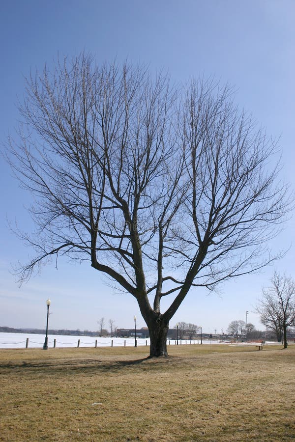 Canadian Tree stock photo. Image of canadian, ontario, close - 96054