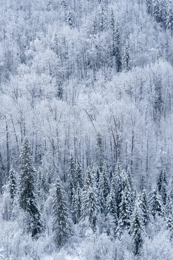 Canadian Valley with Mixed Forest after Snow Fall Stock Image - Image ...