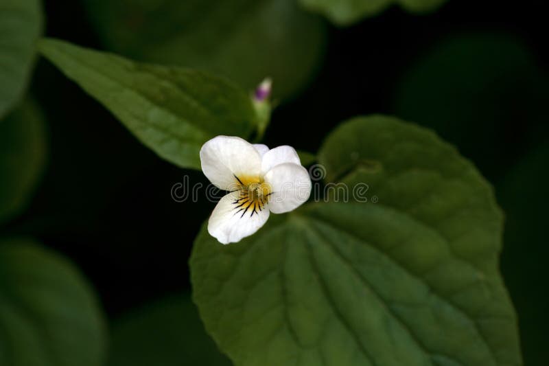 Canadian White Violet, Viola Canadensis Stock Photo - Image of colours ...