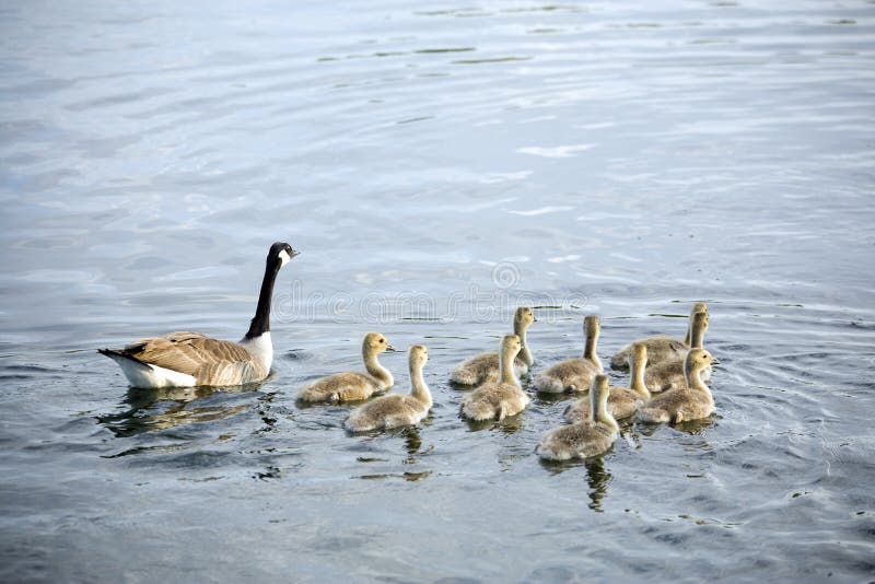 Canadian Wild Goose and Ten Goslings Stock Photo - Image of exploring ...