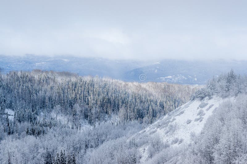 Canadian Wilderness with Mixed Forest - Snow Covered Stock Image ...