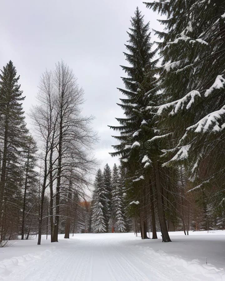 Canadian Winter Scene stock illustration. Illustration of generative ...