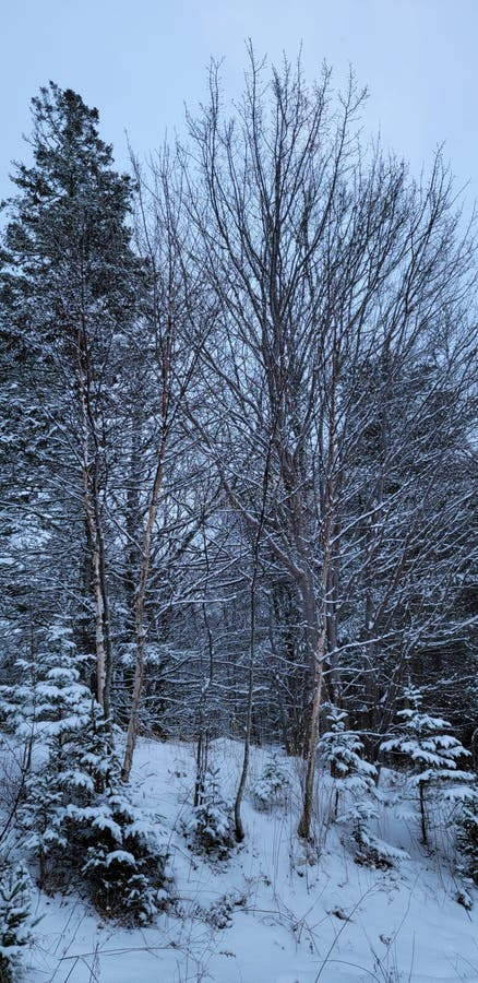 Canadian Winter Trees stock image. Image of backyard - 241000513
