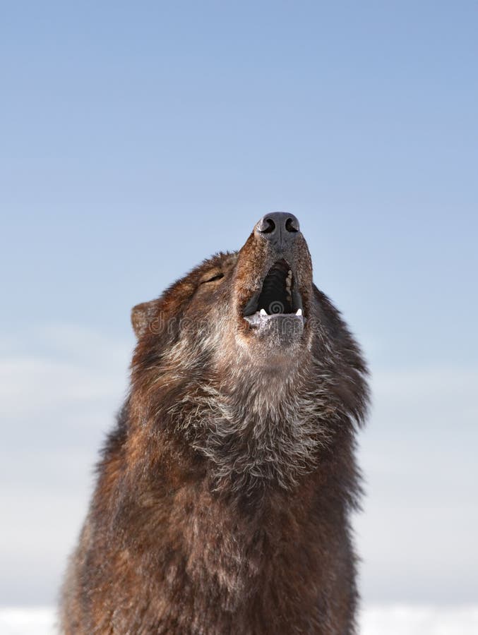 Canadian Wolf Howls Against Blue Sky Stock Photo - Image of wild, head ...