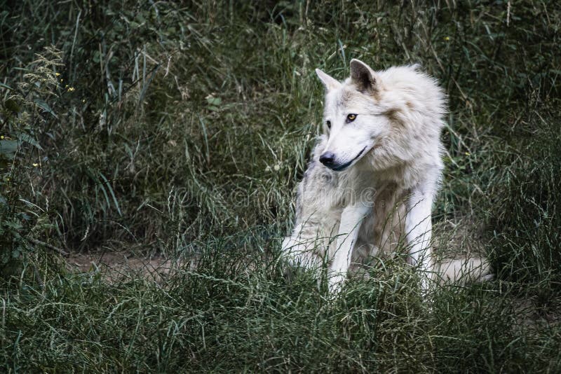 Canadian Wolf with White Fur Stock Photo - Image of magnificent, head ...