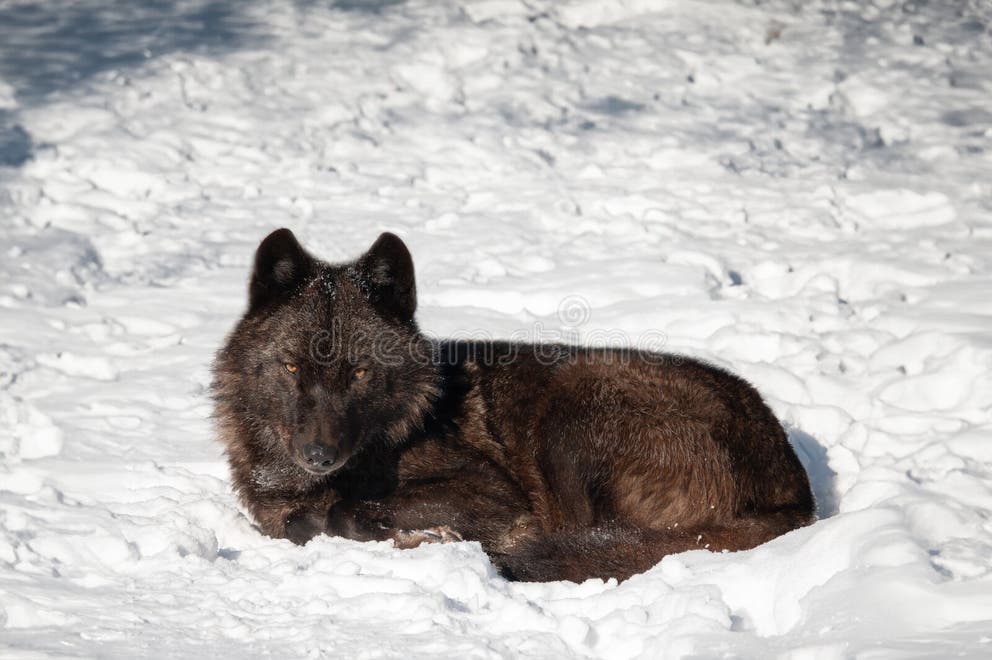 Canadian Wolves Lying on Snow Stock Image - Image of outdoors, mammal ...