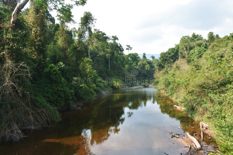 Canal Flowing through Mangrove Forest with Reflection of Cloud and Sky ...