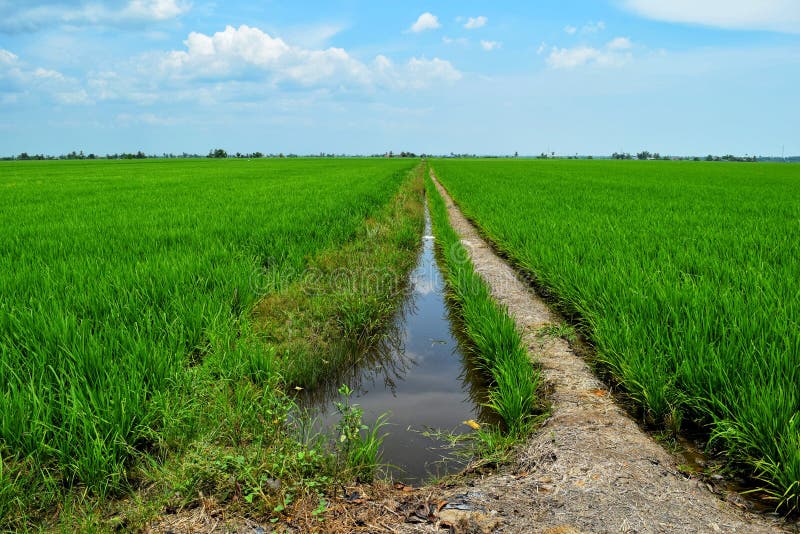 Paddy Field And Irrigation Canal Stock Image - Image of cyanobacteria ...