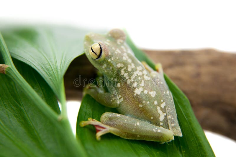 The Canal Zone Tree Frog on White Stock Image - Image of neighbours ...