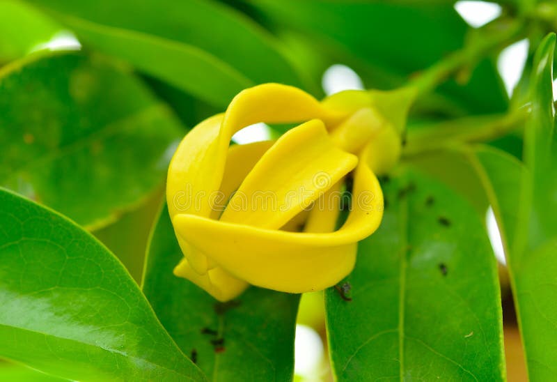 Cananga odorata flower stock image. Image of flower, plant - 34462549