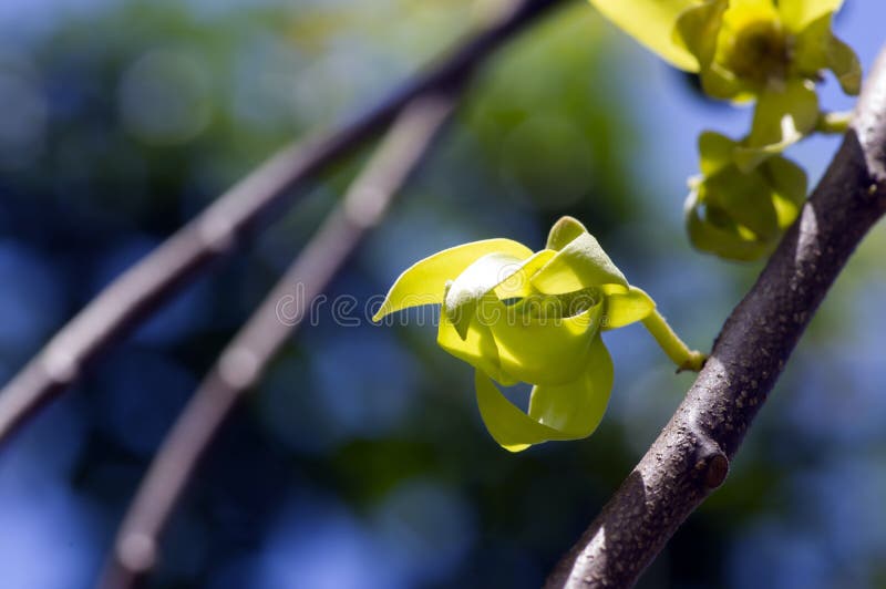 A Cananga Odorata Flower, Known As the Cananga Stock Image - Image of ...