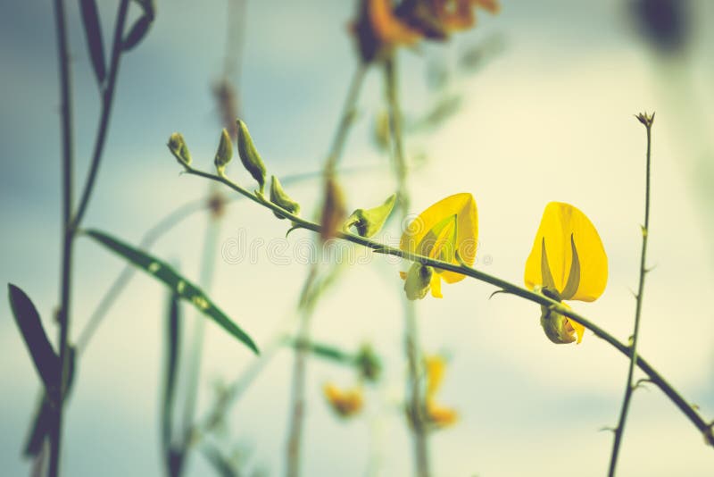 Cannabis Dell'hashish E Della Canapa Indiana Fotografia Stock ...