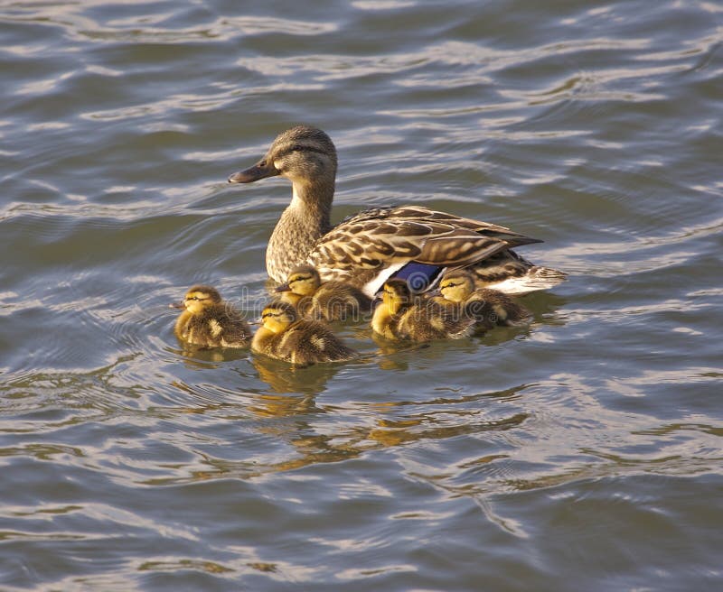 Canard avec des canetons image stock. Image du yeux, animaux - 832475