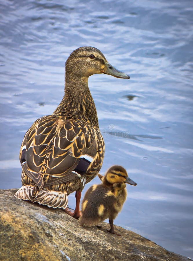 Canard avec le caneton photo stock. Image du caneton - 25477650