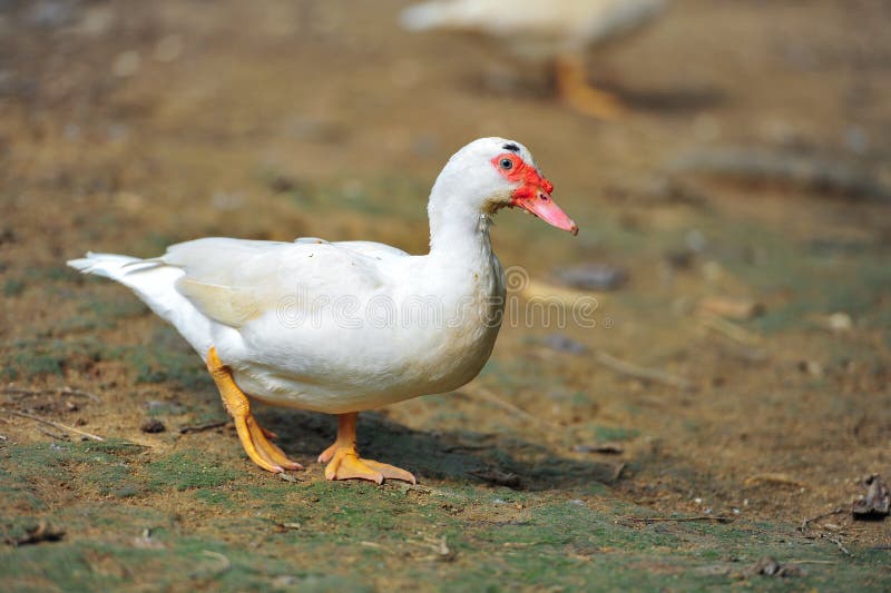 20,990 Photos de Canard Blanc Domestique - Photos de stock gratuites et ...