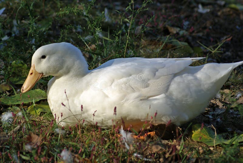 Canard blanc sous la pluie image stock. Image du petit - 79428141