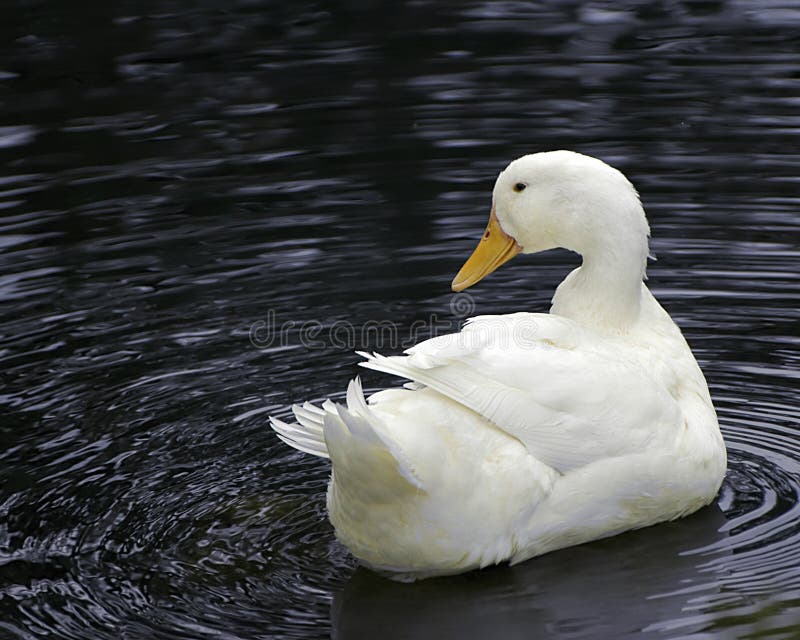 Un Canard Blanc De Pekin Quacking Photo stock - Image du oiseau, nature ...