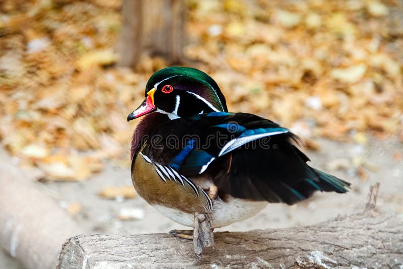 Canard Carolin Stock Photos - Free & Royalty-Free Stock Photos from ...