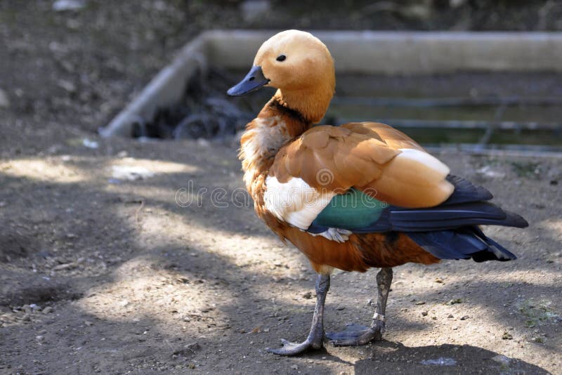 Canard chinois photo stock. Image du waterfowl, volaille - 22606774