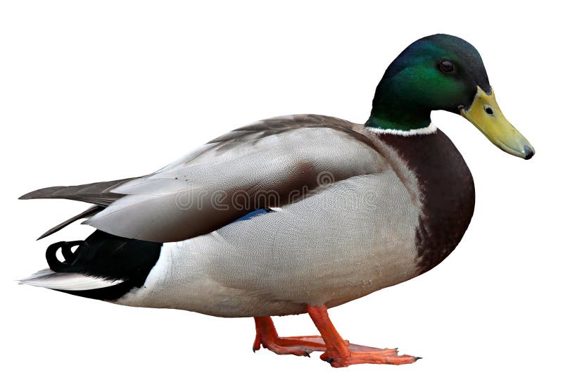 Canard Coloré De Canard D'isolement Sur Le Blanc Photo stock - Image du ...