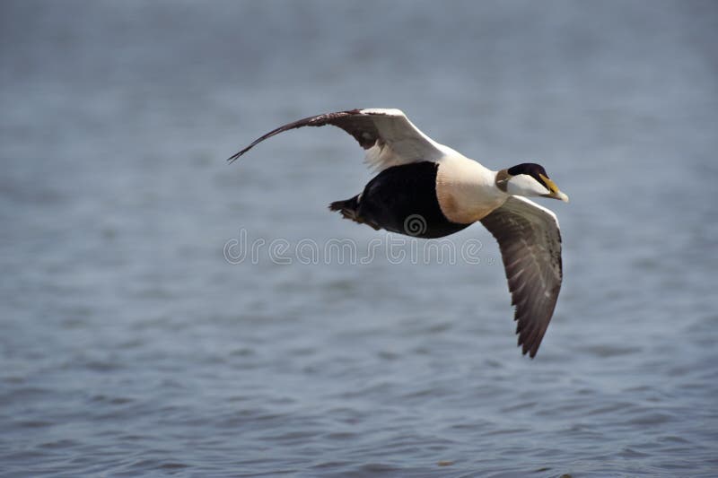 Canard d'Eider photo stock. Image du atlantique, extérieur - 57059208