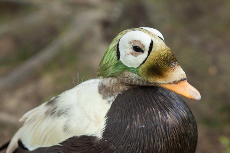 Canard d'Eider photo stock. Image du clavettes, femelle - 57059208