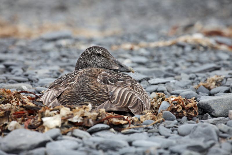Canard d'eider d'élevage photo stock. Image du commun - 57033980