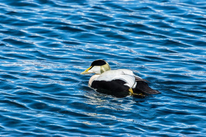 Canard d'Eider photo stock. Image du clavettes, femelle - 57059208
