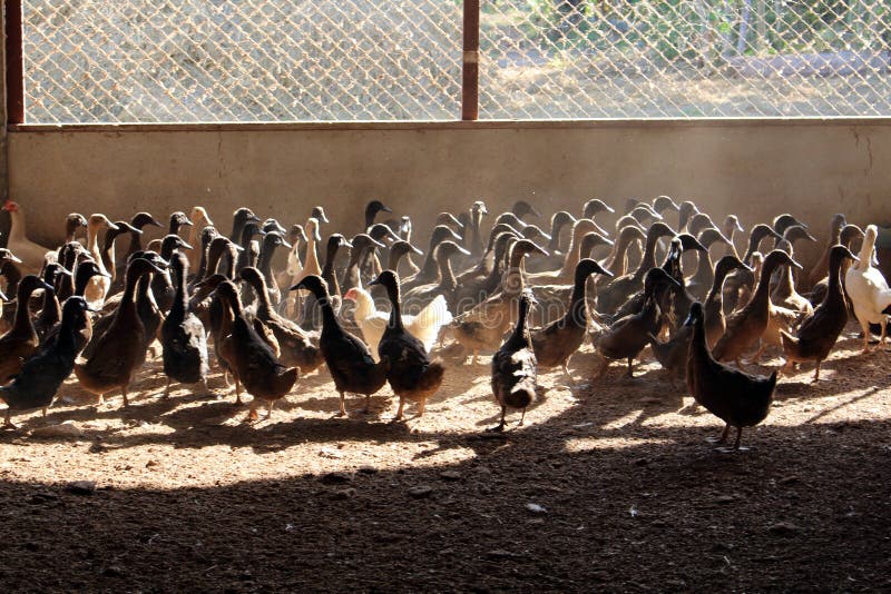 Canard dans cages photo stock. Image du nourriture, normal - 91045524