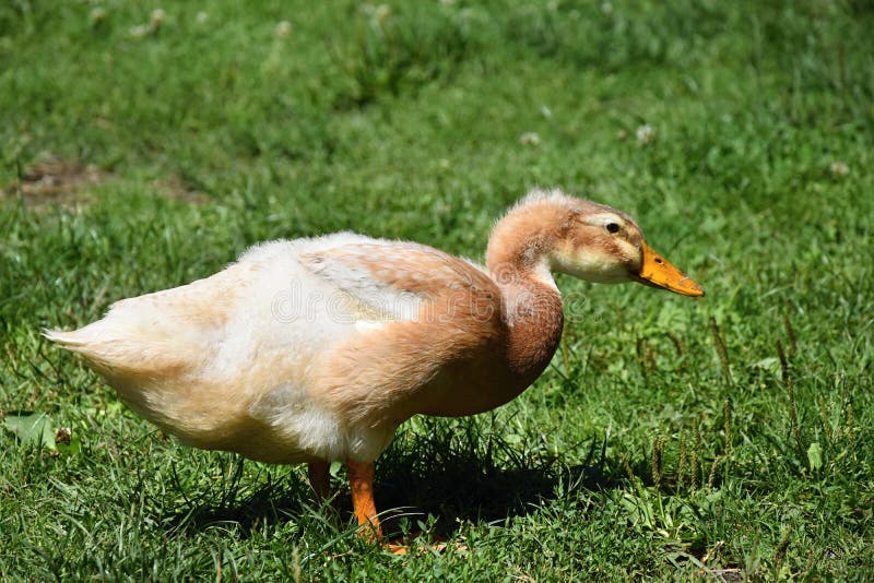 Canard De Ferme Photos Stock - Téléchargez 15,692 Photos libres de droits