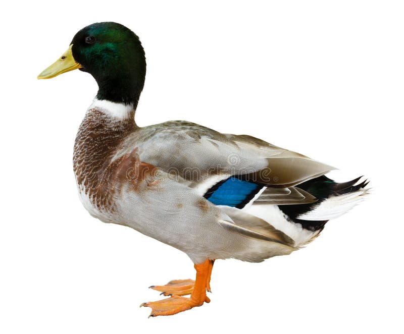 Canard De Mallard D'isolement Image stock - Image du waterfowl, studio ...