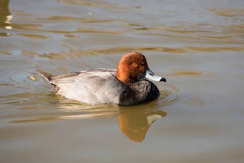 Canard à tête rouge image stock. Image du volaille, bord - 75713941