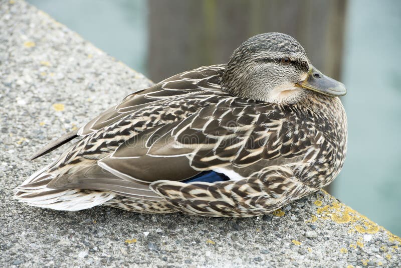Canard femelle image stock. Image du grand, oeil, pâturage - 1635839