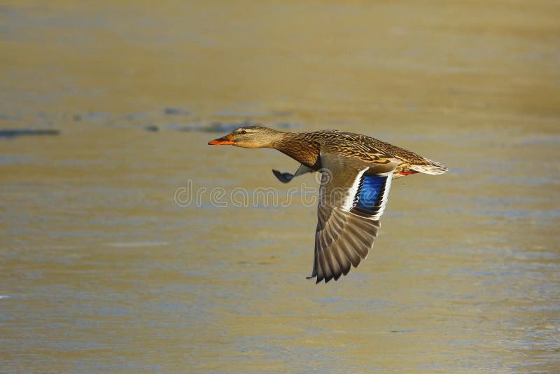 Canard Femelle De Colvert En Vol Photo stock - Image du nature, chasse ...